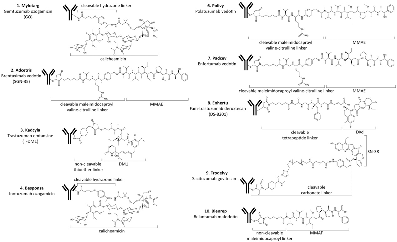 AI-Powered ADC Revolution: Transforming Antibody-Drug Conjugate Design ...